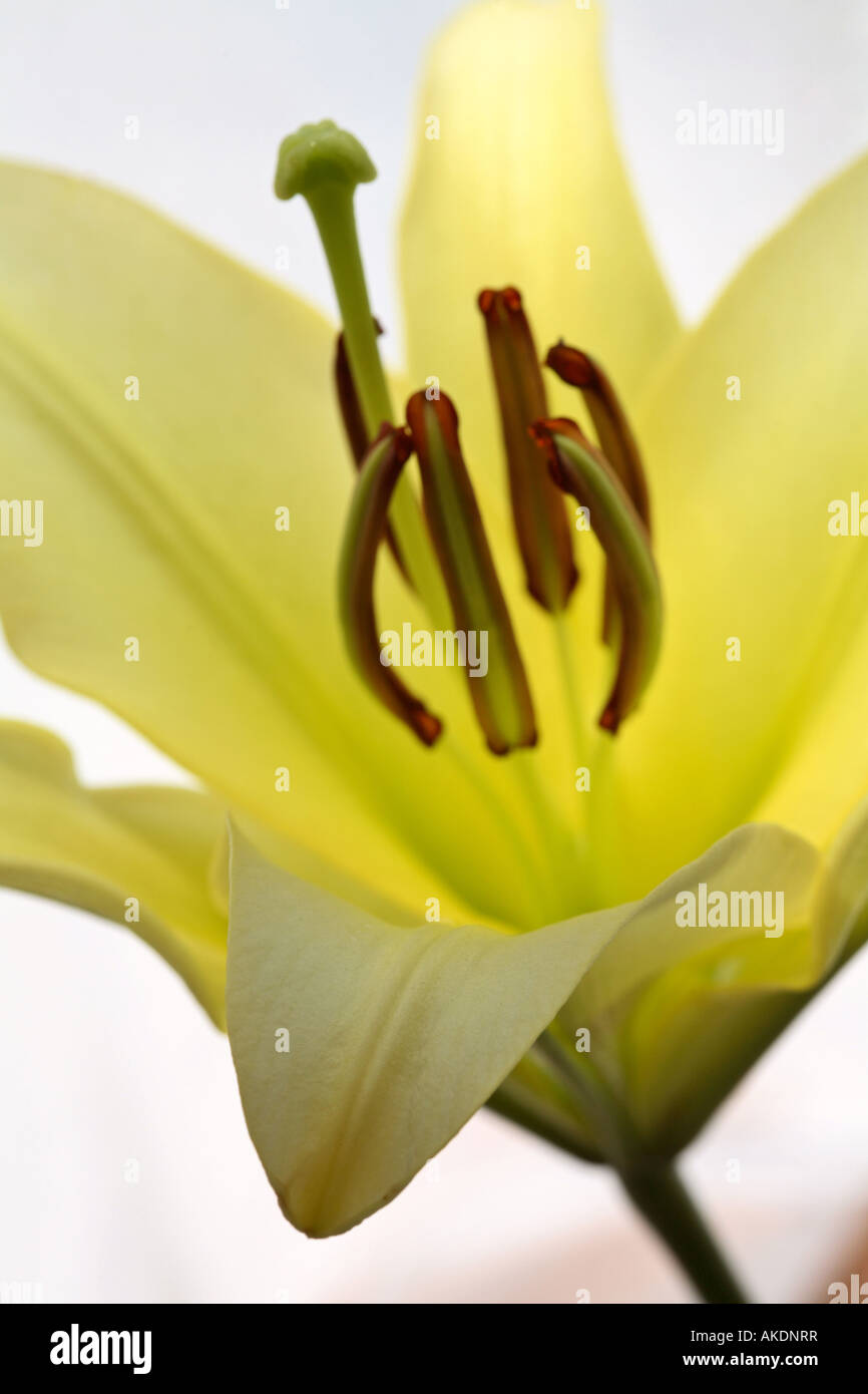 Yellow Lily flower Stock Photo - Alamy