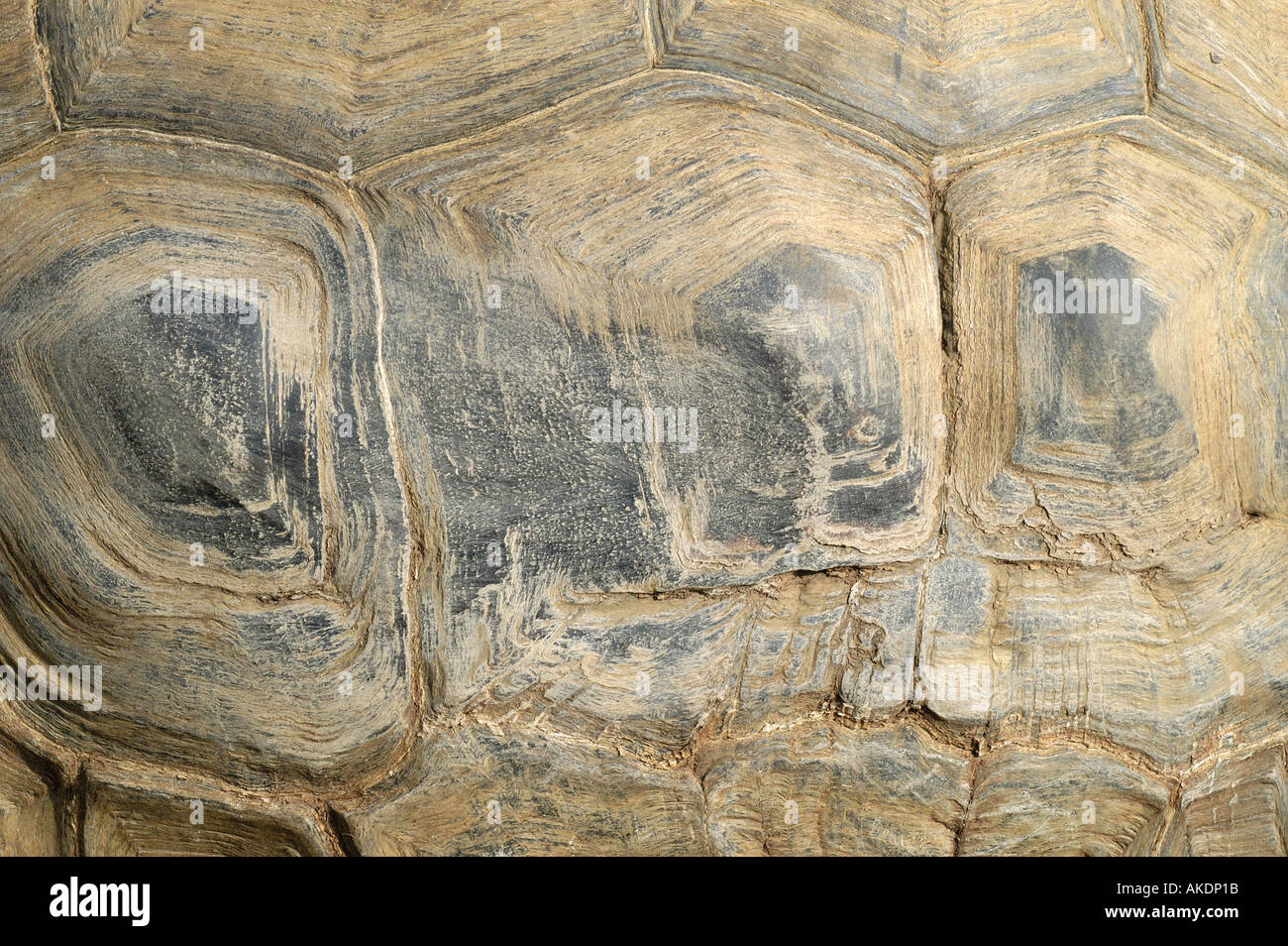 ALDABRA TORTOISE SHELL Stock Photo - Alamy