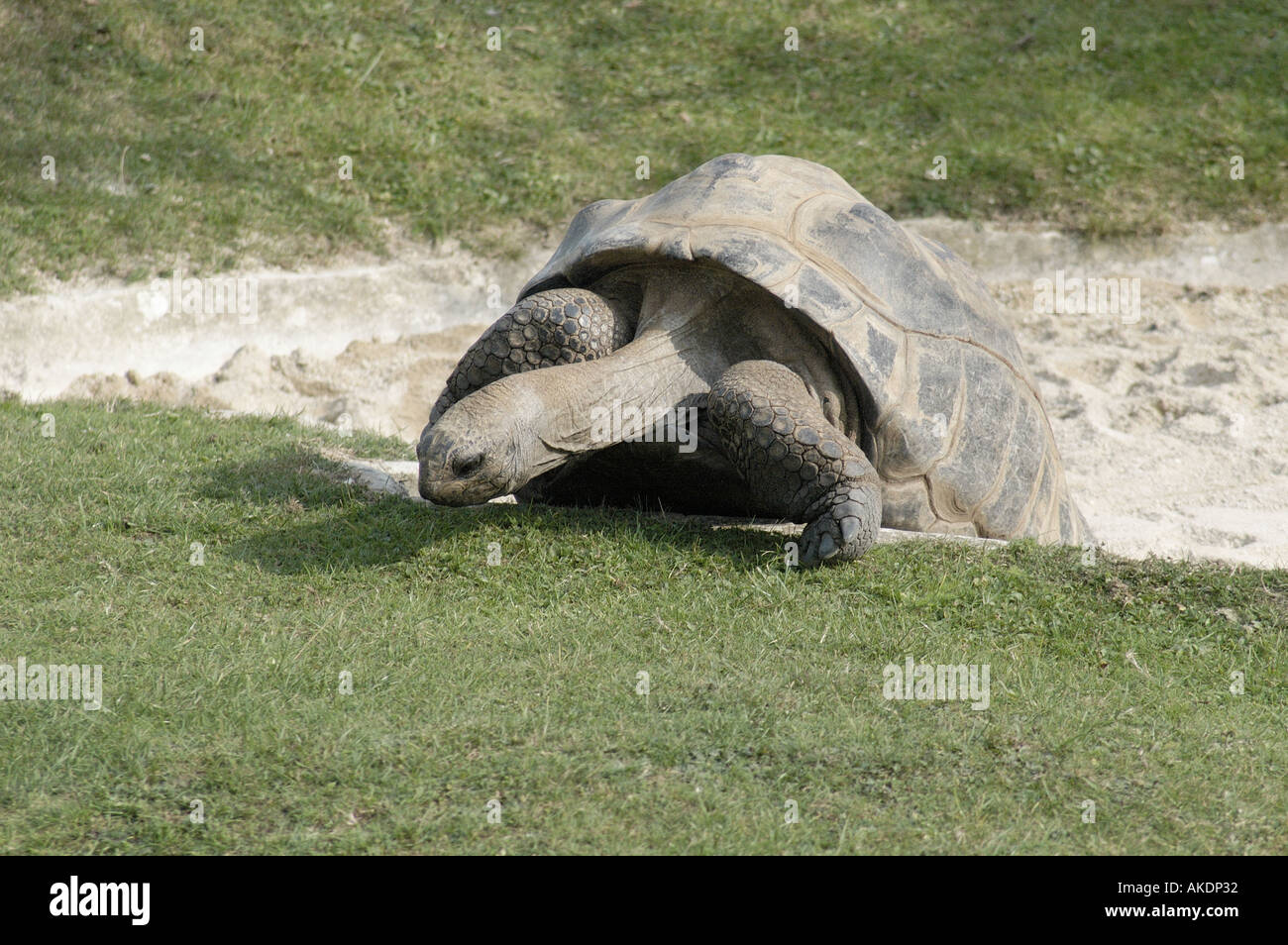 ALDABRA TORTOISE CLIMBING Stock Photo - Alamy