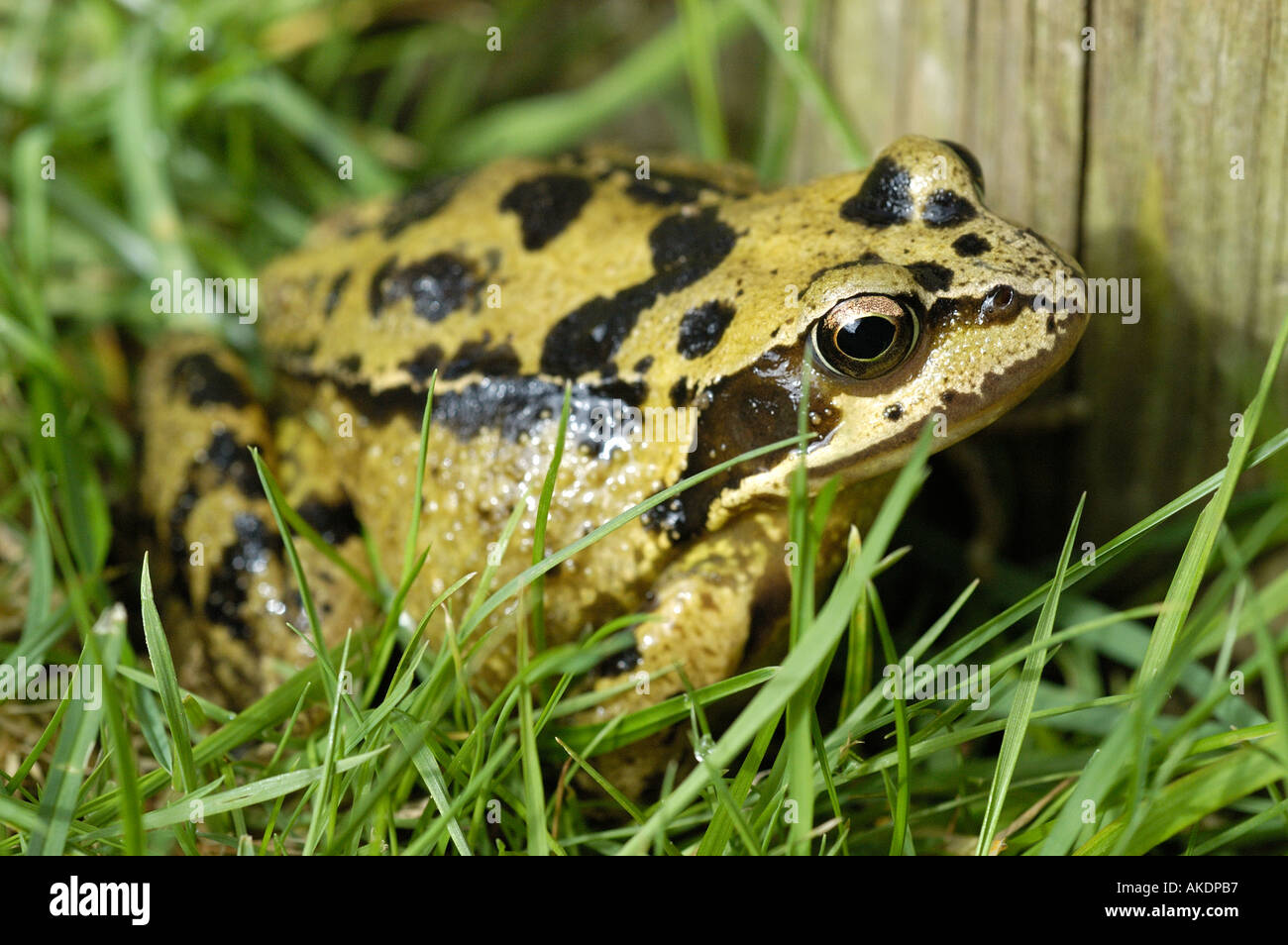 COMMON GARDEN FROG Stock Photo - Alamy