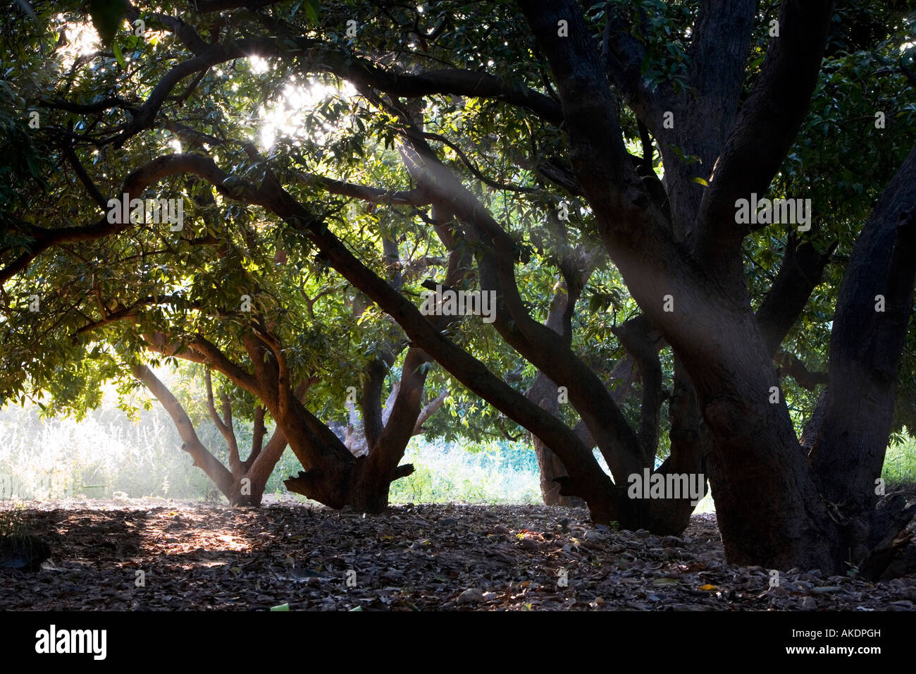 Mango tree hi-res stock photography and images - Alamy