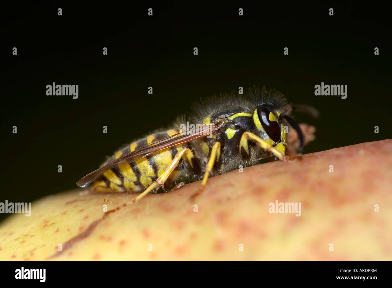 Close-up of the wasp Stock Photo - Alamy