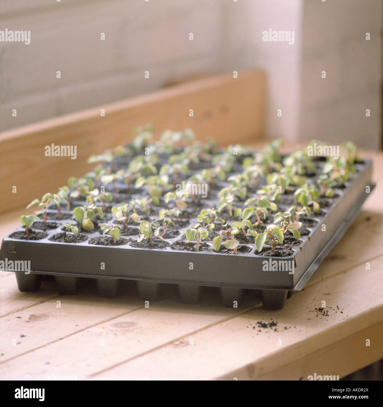 Plug plants flower hi-res stock photography and images - Alamy