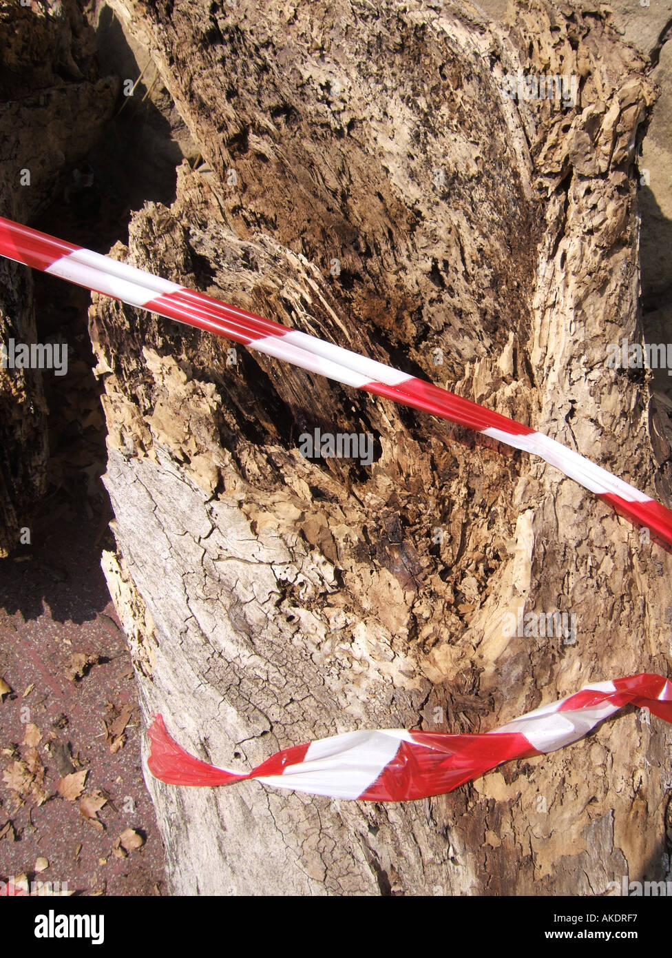 safety tape barrier by old fallen tree Stock Photo - Alamy