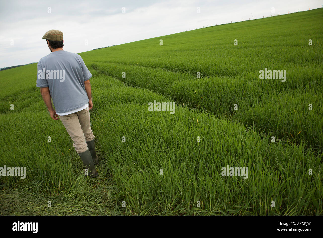 Man walking in field, back view Stock Photo - Alamy