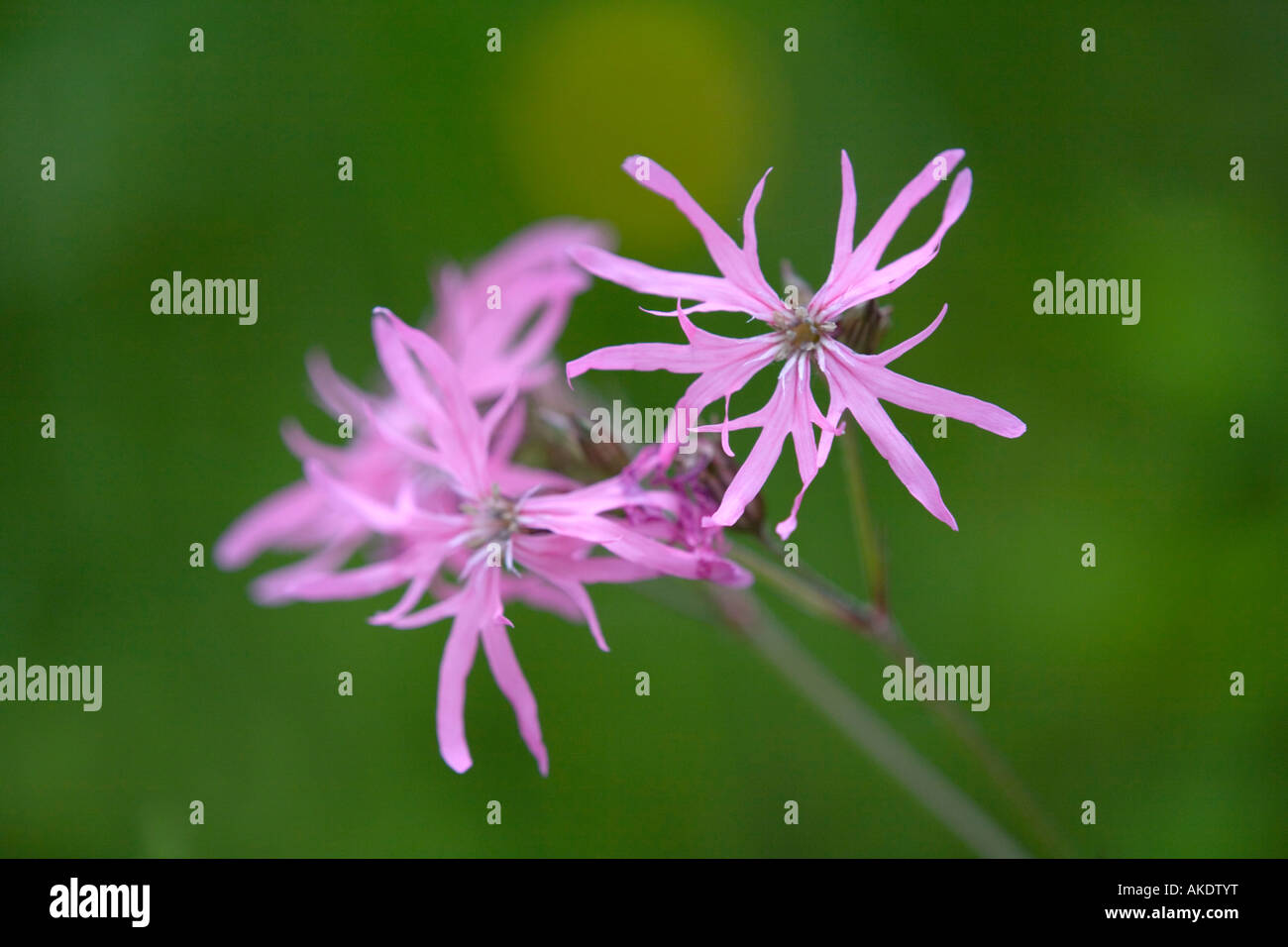ragged robin Lychnis flos cuculi close up Stock Photo - Alamy