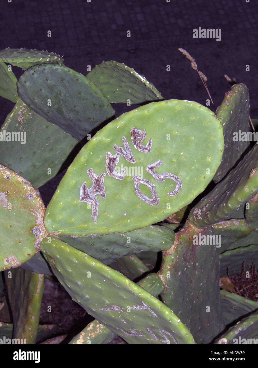 Graffiti on cactus hi-res stock photography and images - Alamy