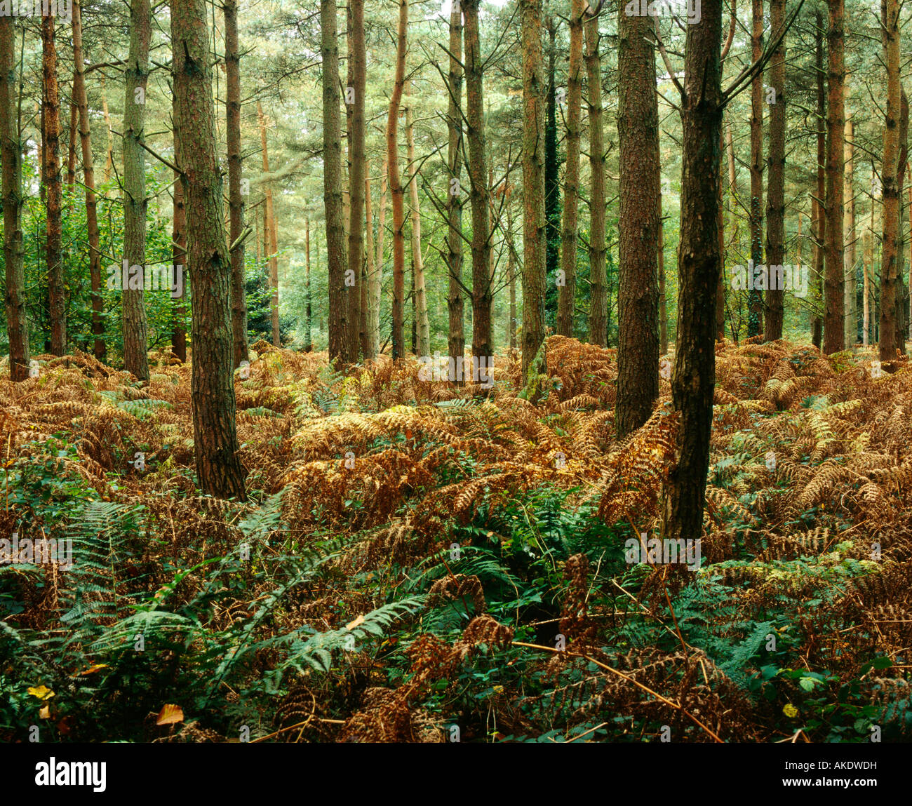 Pine trees surrounded by bracken in Wrington Warren woodland near ...