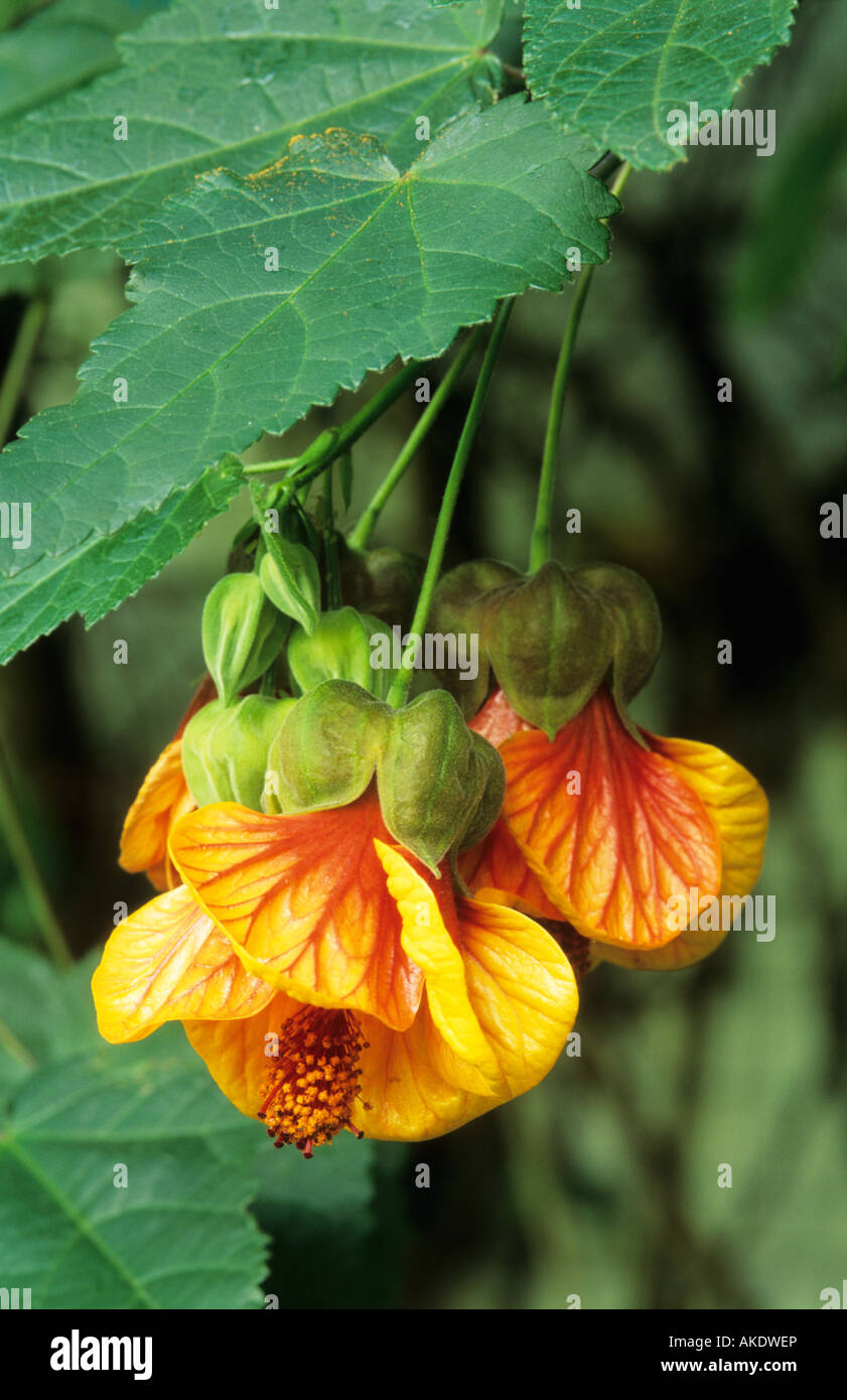 Abutilon x hybridum hi-res stock photography and images - Alamy