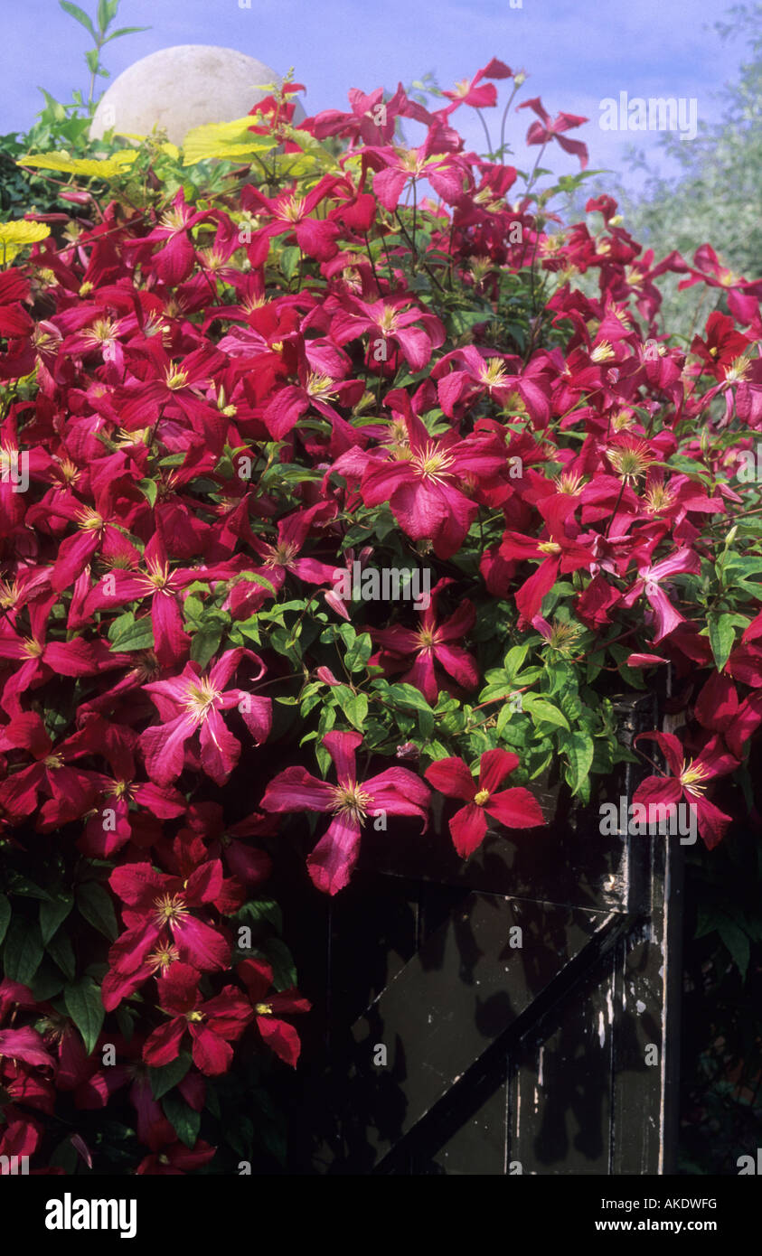 Clematis viticella Mme Julia Correvon Stock Photo - Alamy