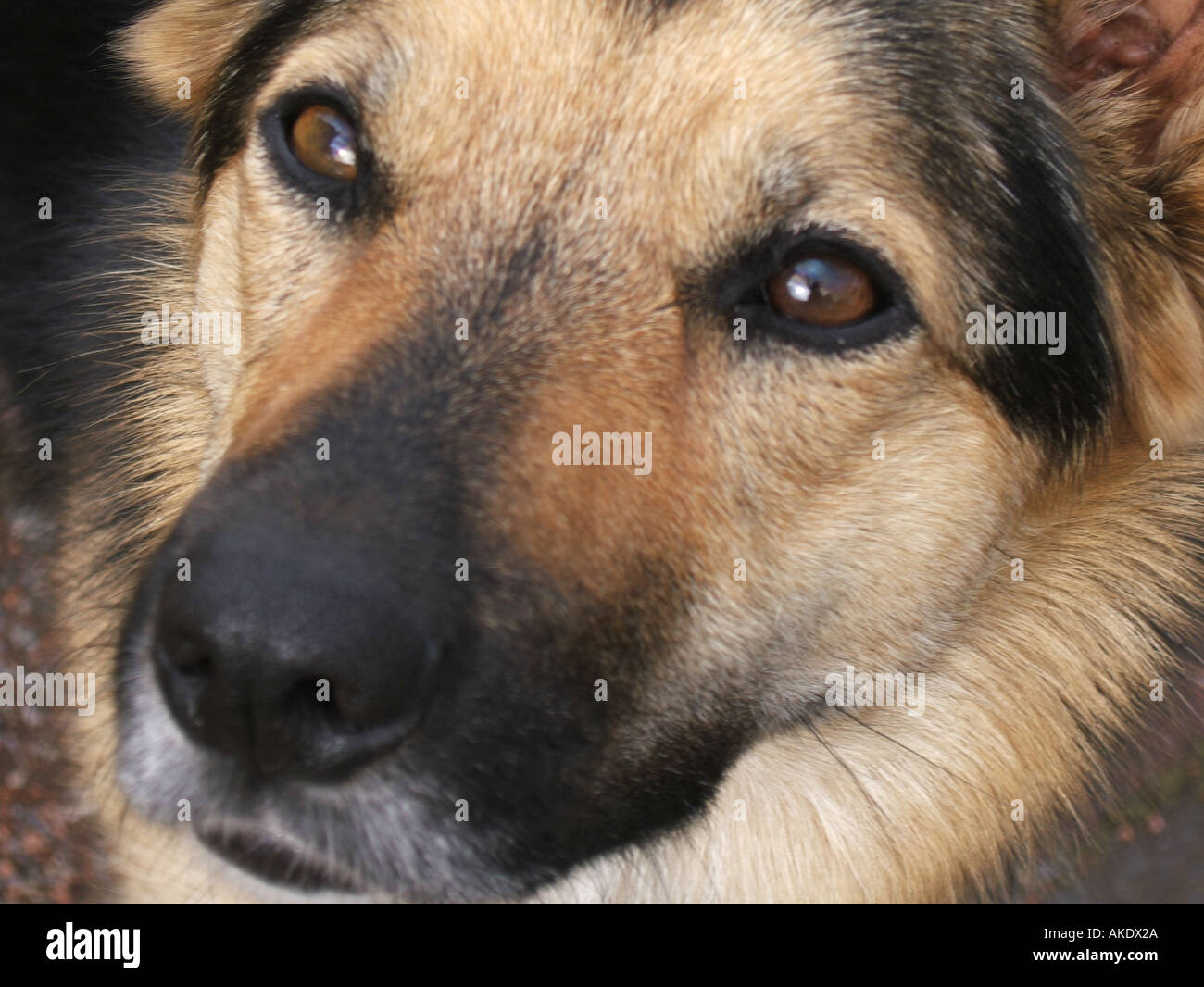 detail of mongrel dog s face Stock Photo - Alamy