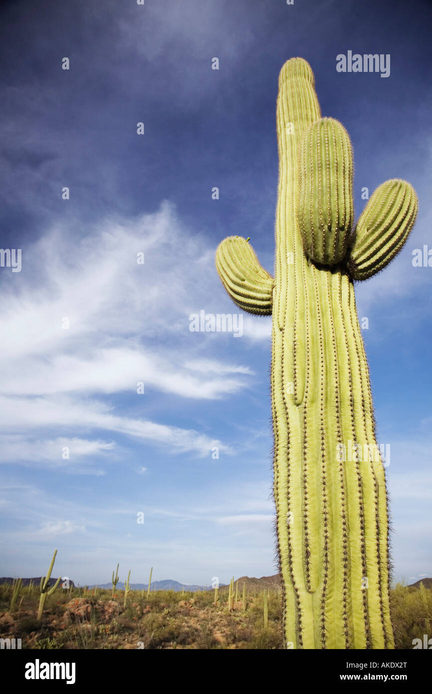 Cactus desert hi-res stock photography and images - Alamy