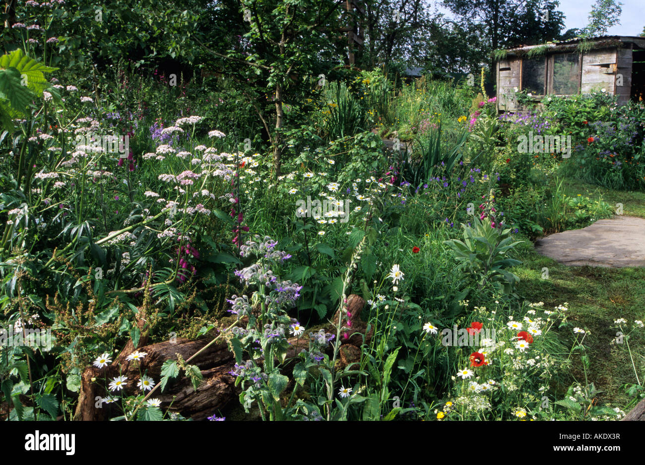 summer wildflower meadow garden with annuals and grasses Stock Photo ...