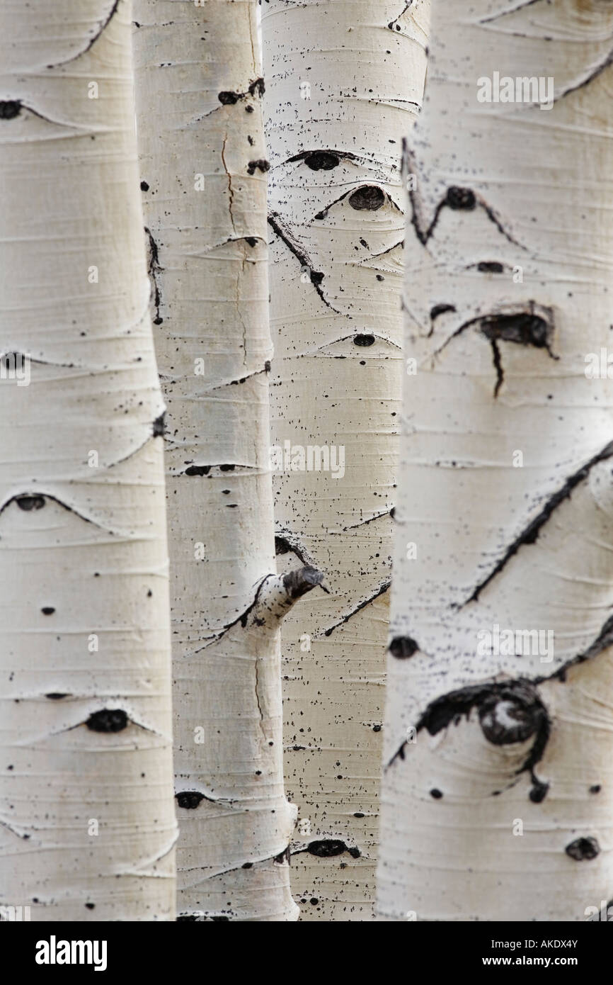 Birch hi-res stock photography and images - Alamy