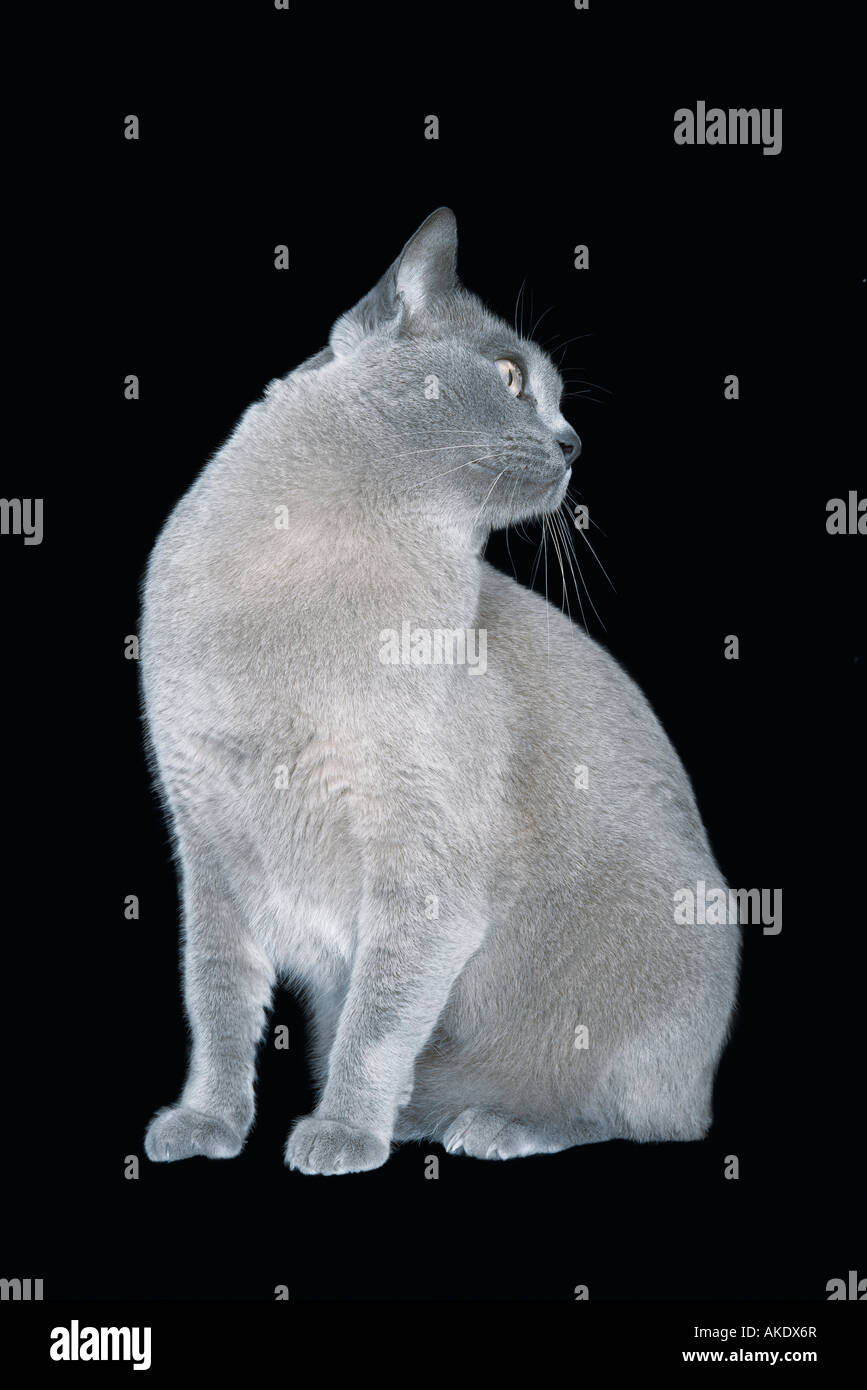 Blue burmese cat hi-res stock photography and images - Alamy
