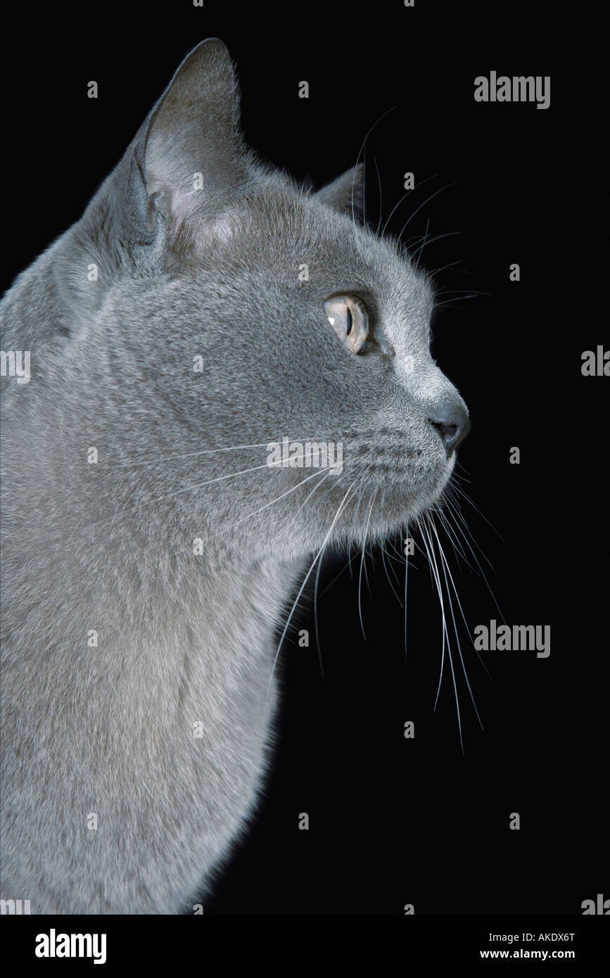Blue burmese cat hi-res stock photography and images - Alamy