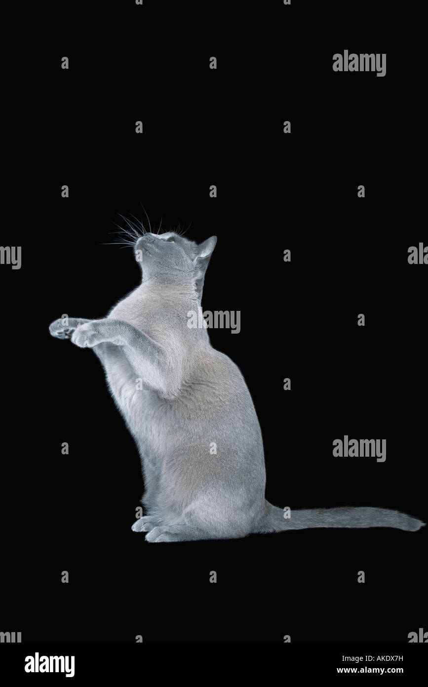 Sitting on hind legs hi-res stock photography and images - Alamy