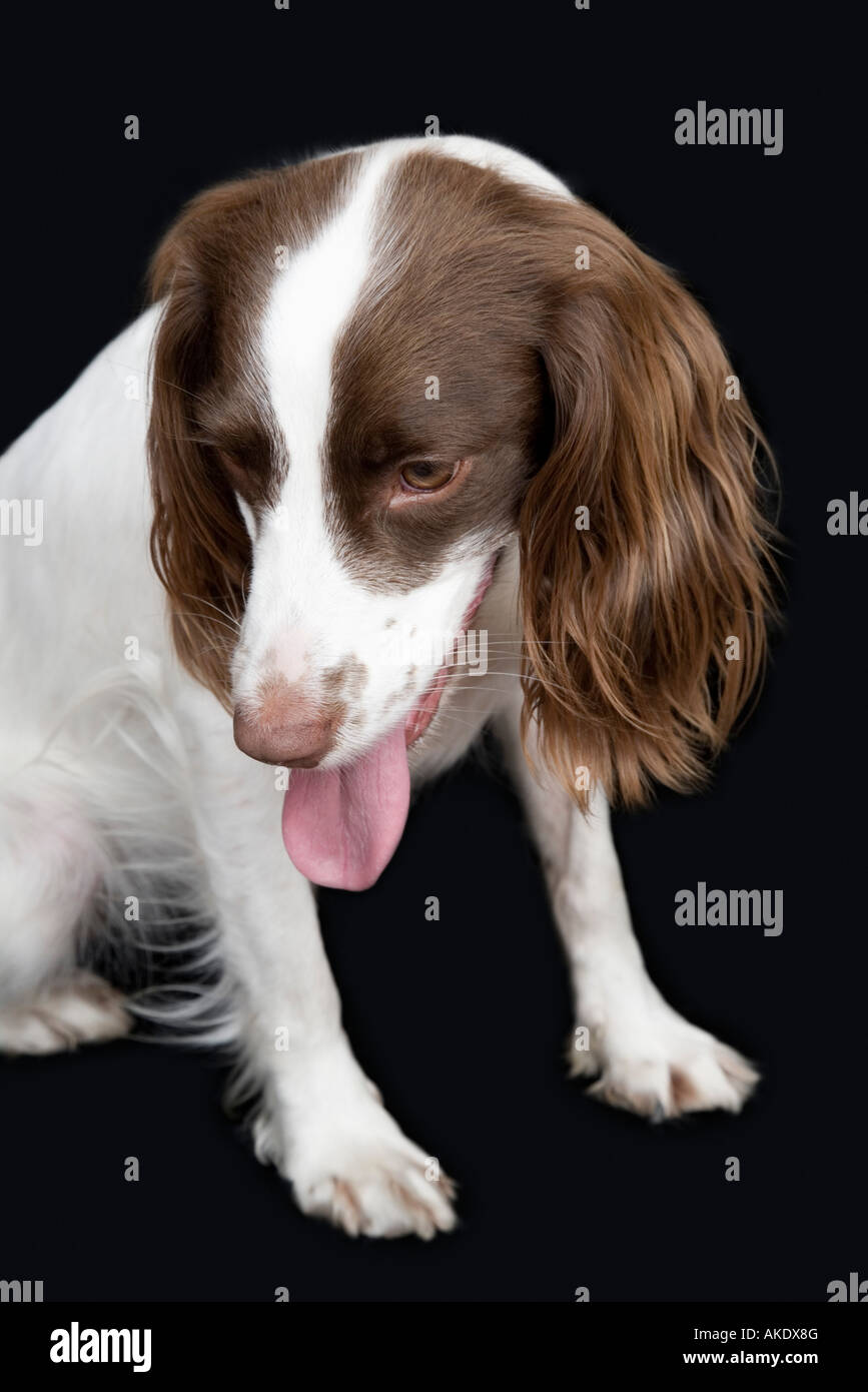 Springer spaniel sitting down hi-res stock photography and images - Alamy