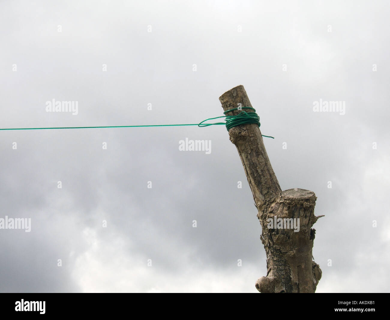 improvised clothes line on tree trunk and cloudy sky Stock Photo - Alamy