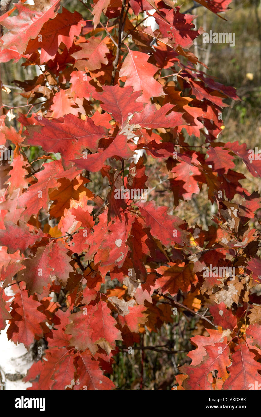 Red Oak leaf fall foliage Stock Photo - Alamy