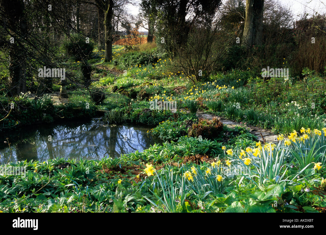 Vann Surrey natural woodland garden spring daffodils Stock Photo - Alamy