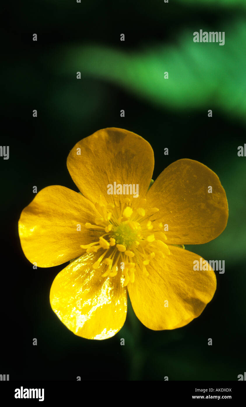 Plant ranunculus repens hi-res stock photography and images - Alamy