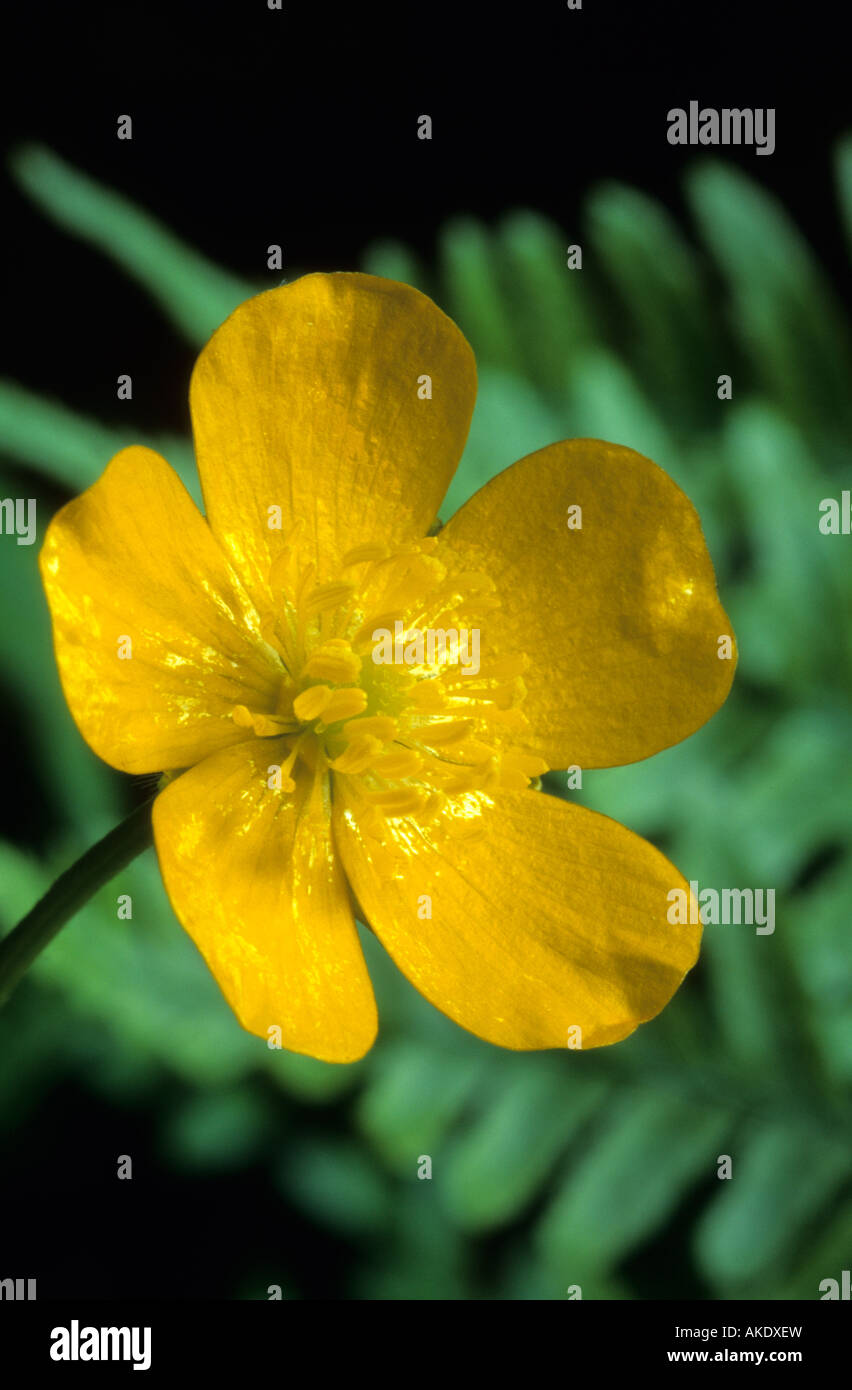 Plant ranunculus repens hi-res stock photography and images - Alamy