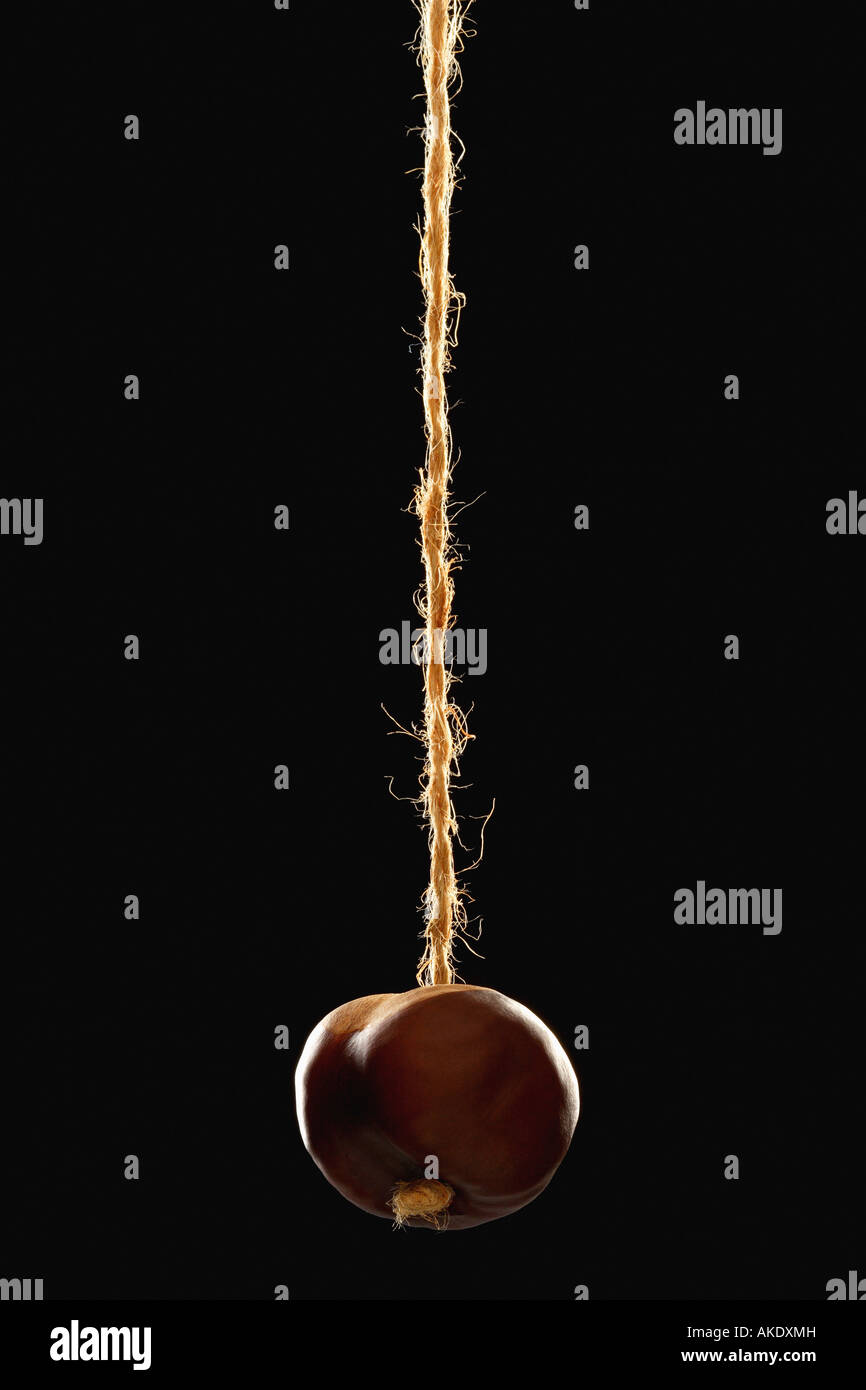 Conker on string, black background Stock Photo - Alamy