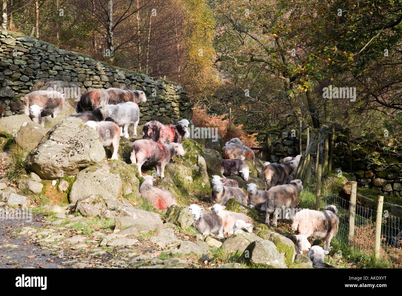 Landscape in Autumn Langstrath Valley Beck in the Lake District ...