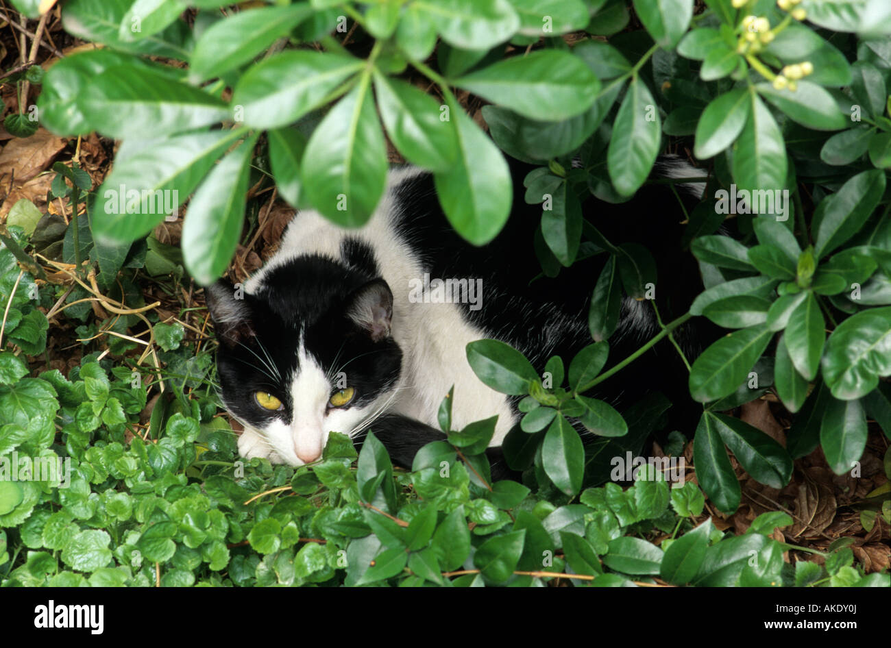 black and white cat hiding under garden shrub Stock Photo - Alamy
