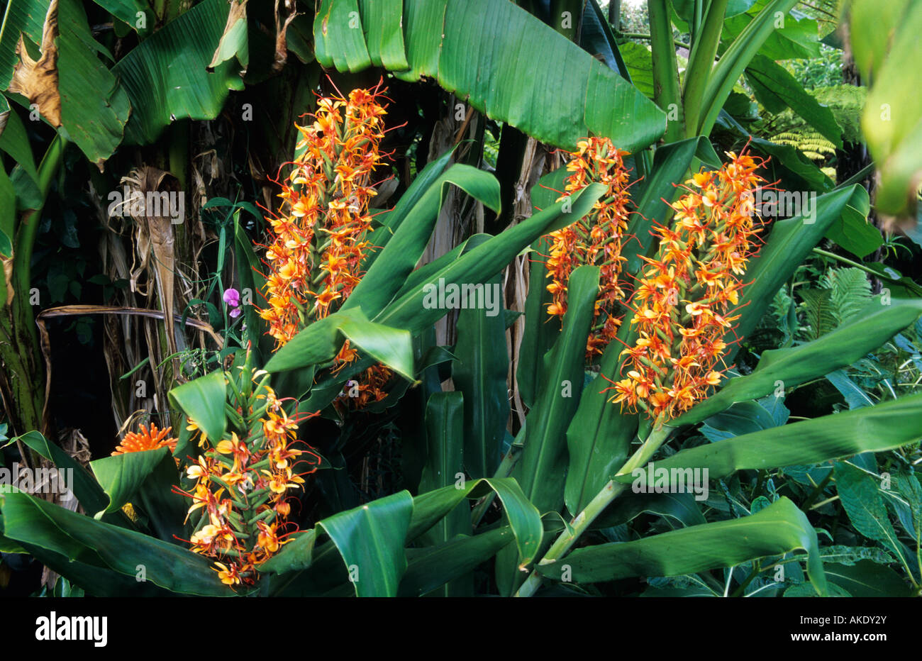 Hedychium Coccineum