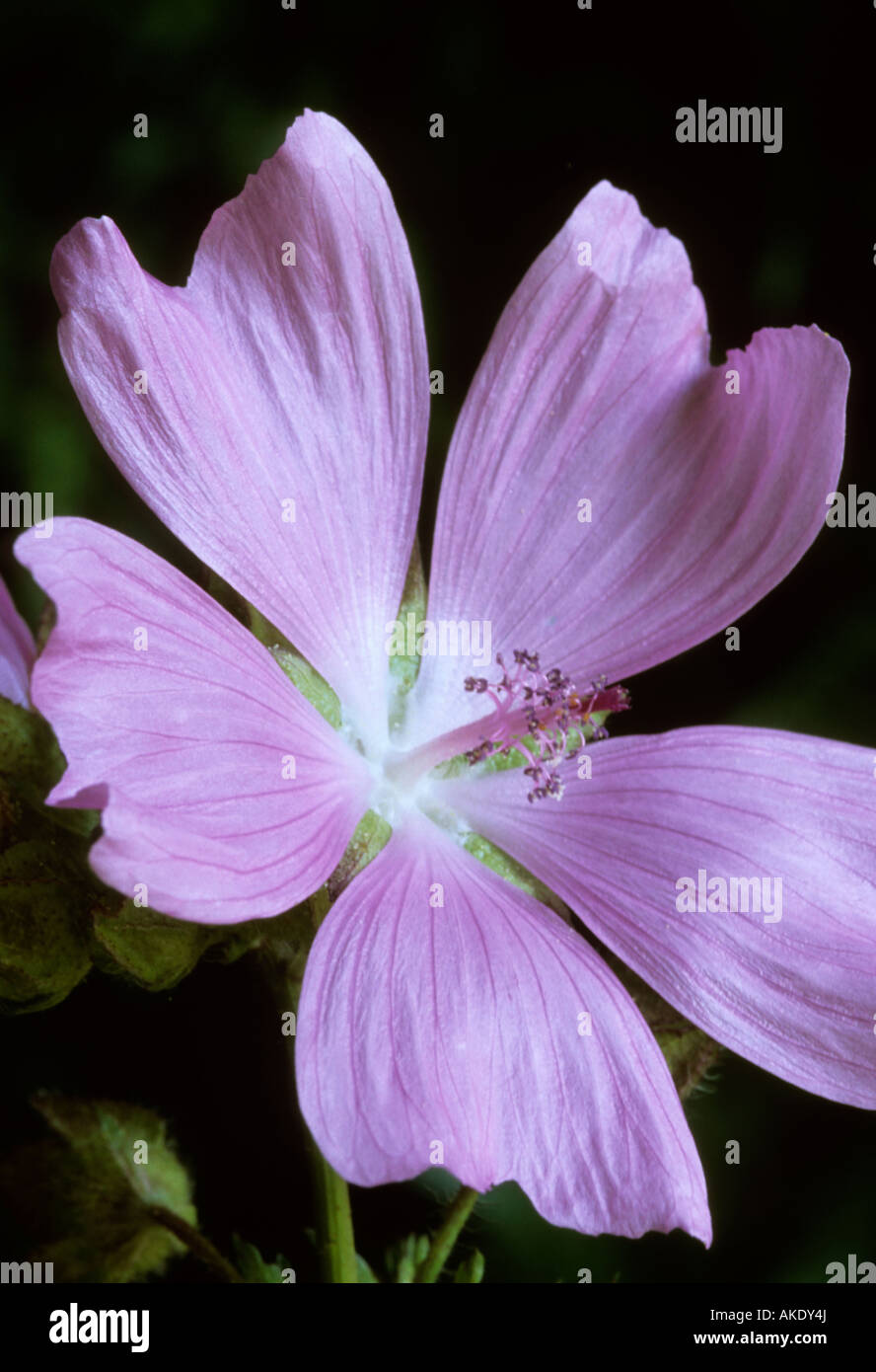 musk mallow Malva mochata Stock Photo - Alamy