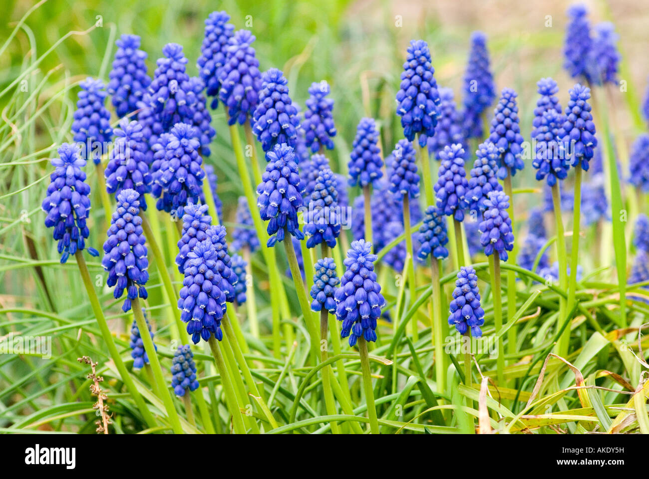 Blue Grape hyacinth Muscari hyacinthus Stock Photo - Alamy