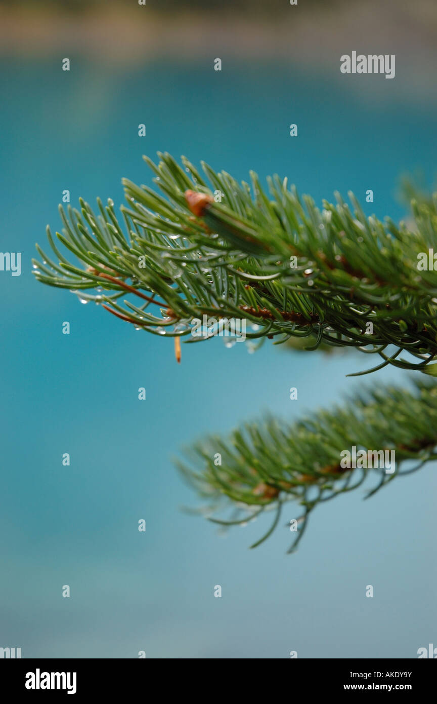 Branch of conifer fir tree Stock Photo - Alamy