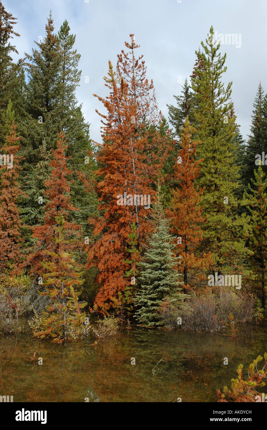 Scrub Pine High Resolution Stock Photography and Images - Alamy