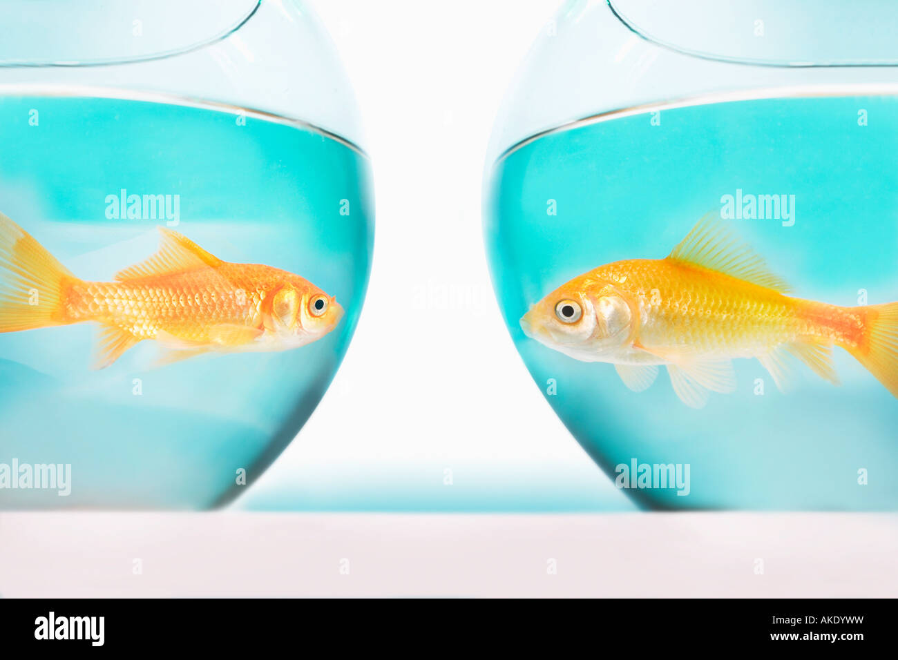 two goldfish facing each other in separate fish bowls, studio shot ...