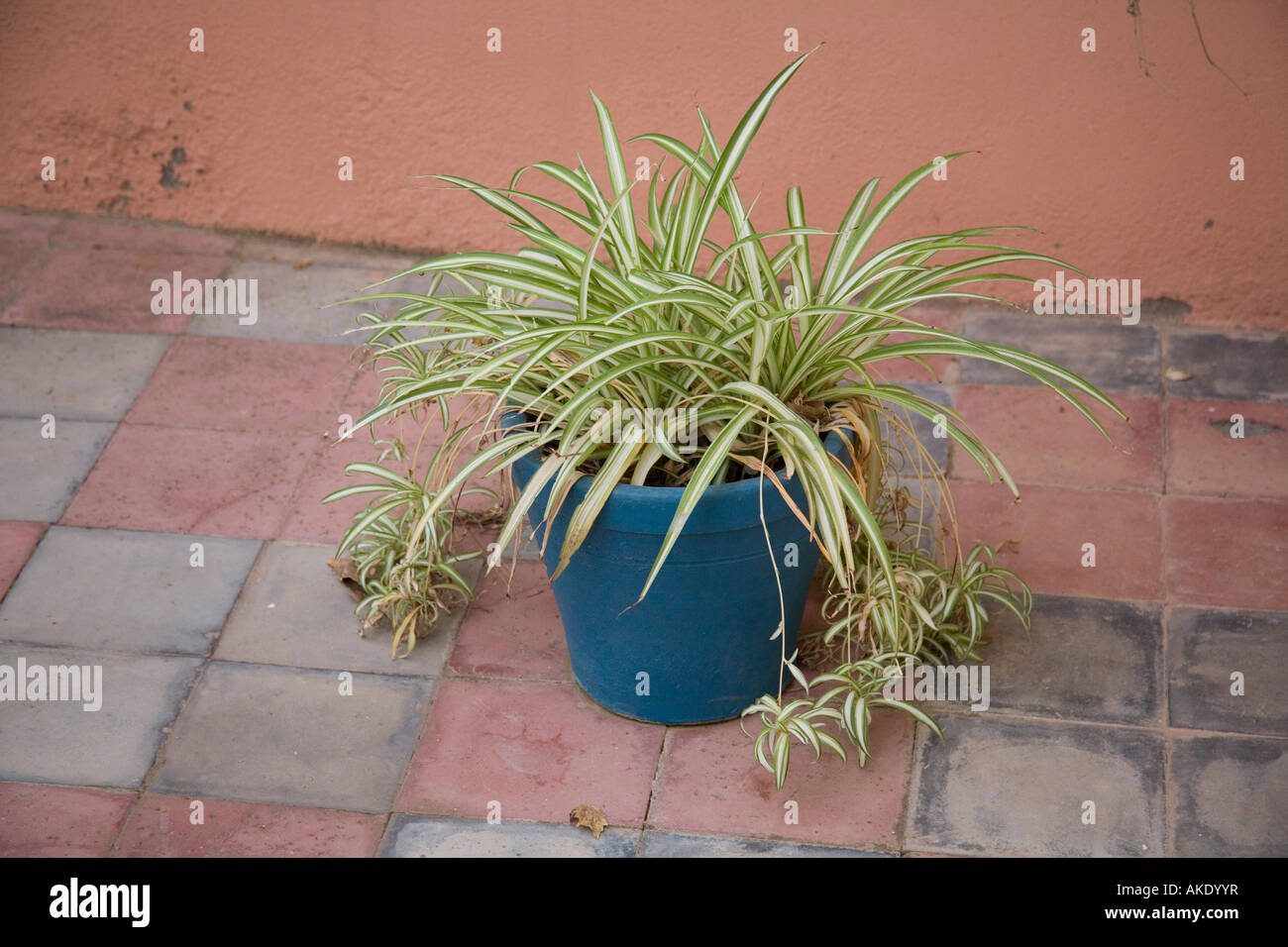 Spider pot plant, Marrakesh, Morocco, Africa Stock Photo - Alamy