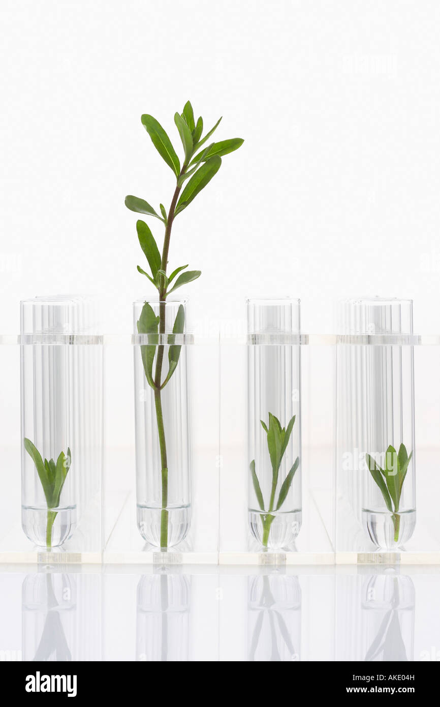 Seedlings growing in test tubes, one larger plant contrasted with three ...