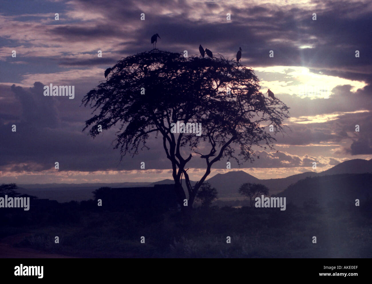 Tree Top View Kenya Stock Photo - Alamy