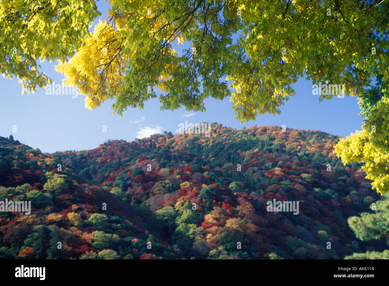 Maple Trees Arashiyama Kyoto Japan Stock Photo - Alamy