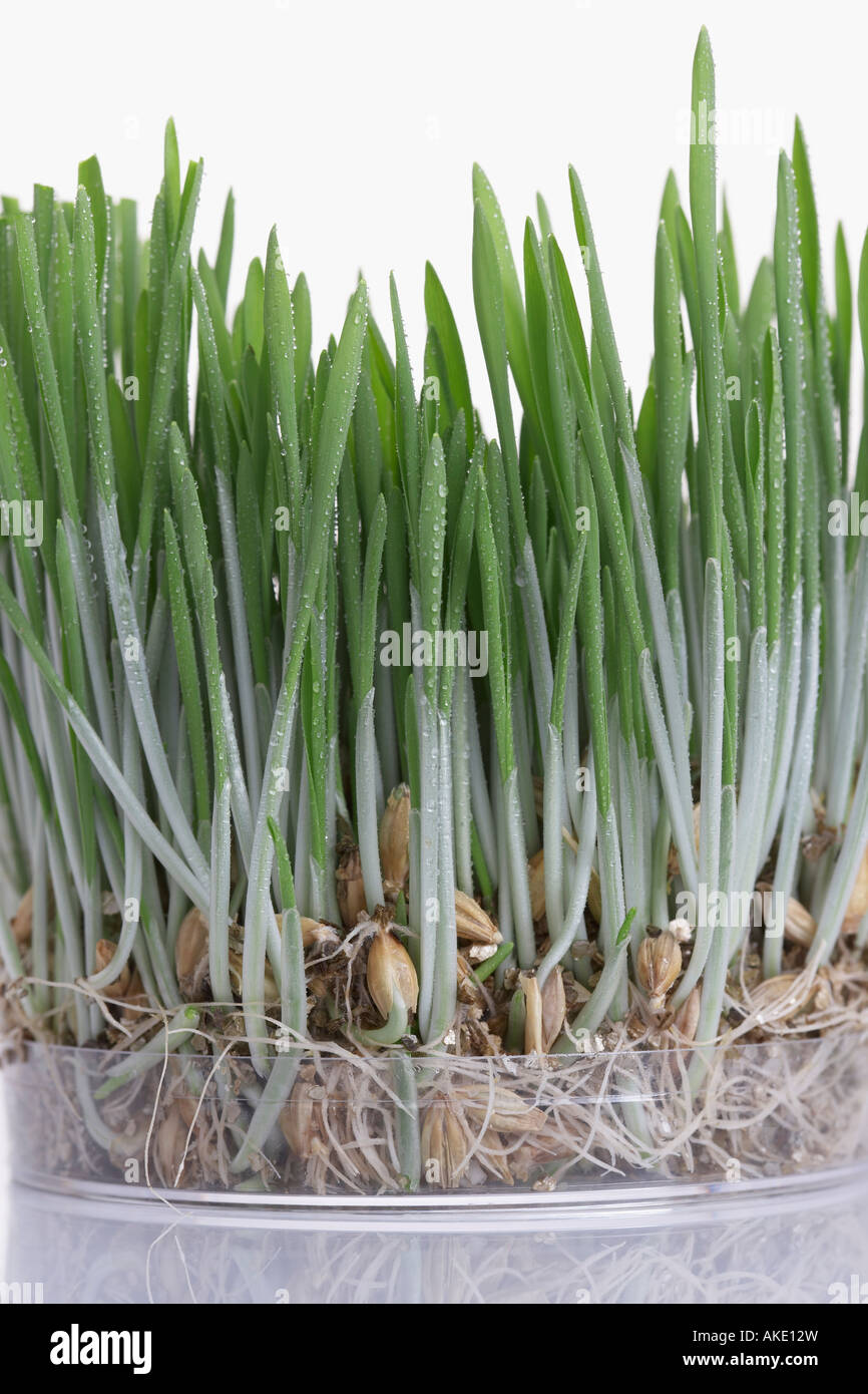 Grass hi-res stock photography and images - Alamy