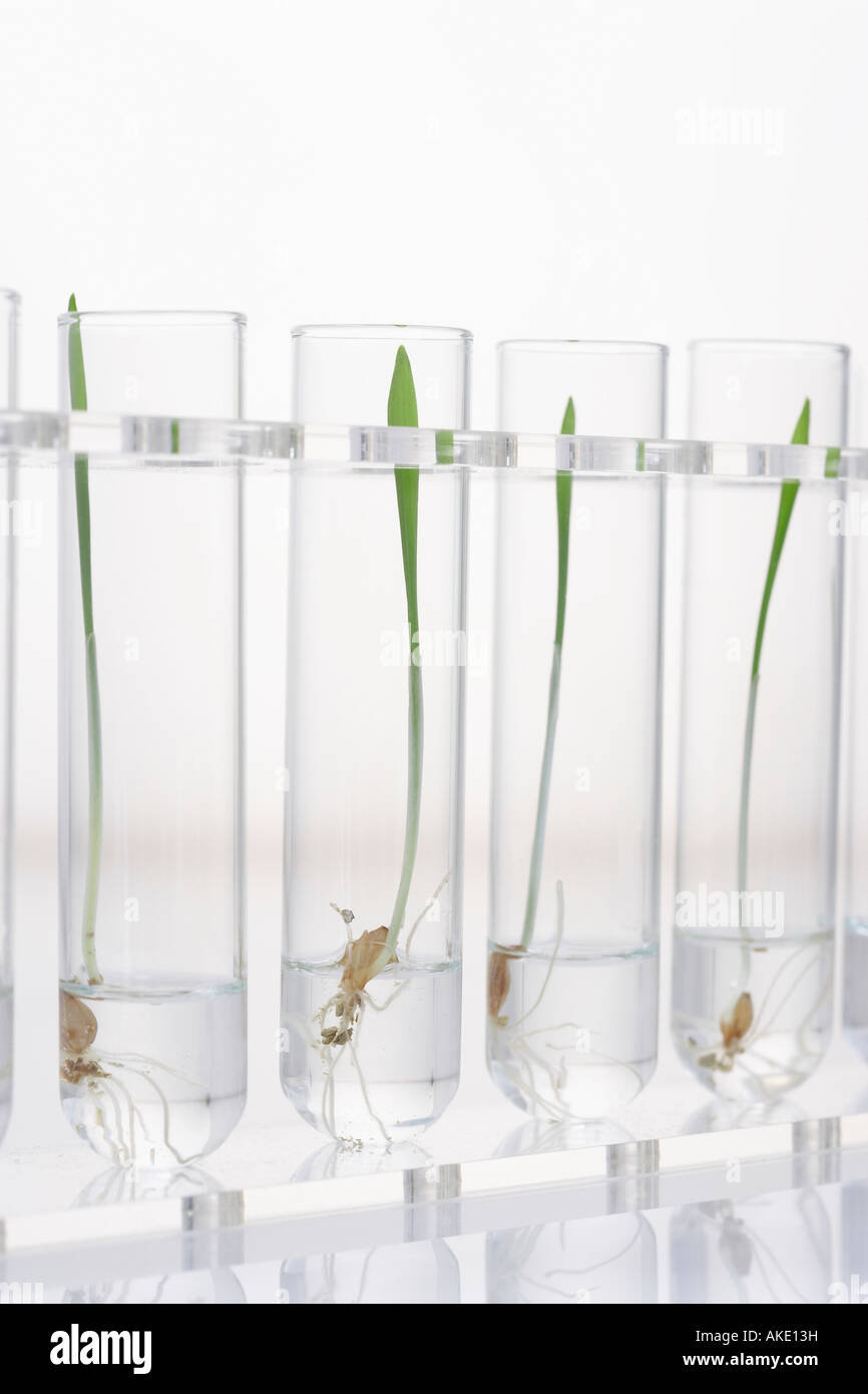 Seedlings in four test tubes Stock Photo - Alamy