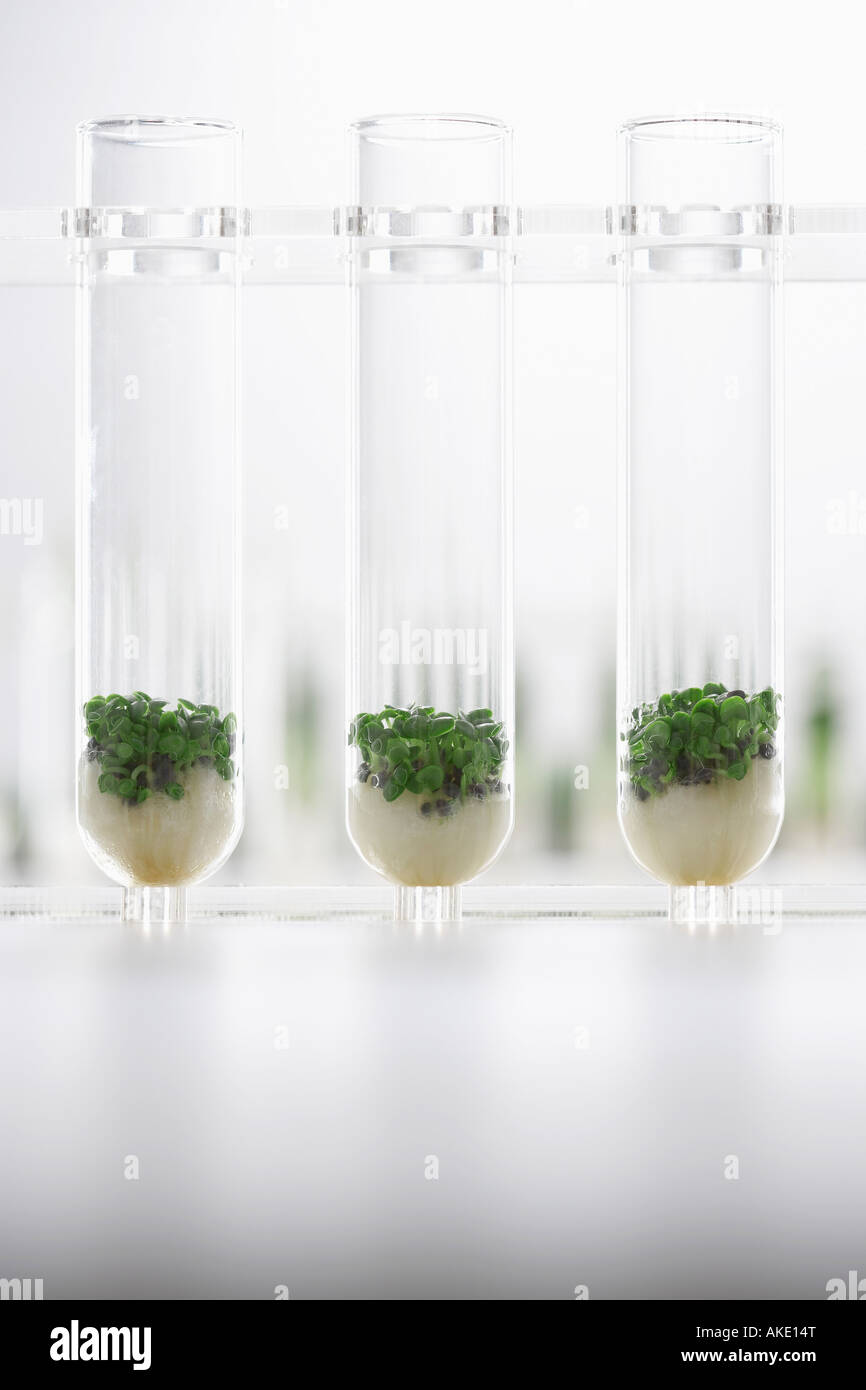 Test tubes hi-res stock photography and images - Alamy