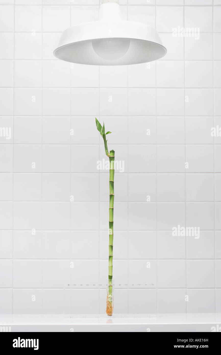 Bamboo growing in test tube under lamp Stock Photo - Alamy