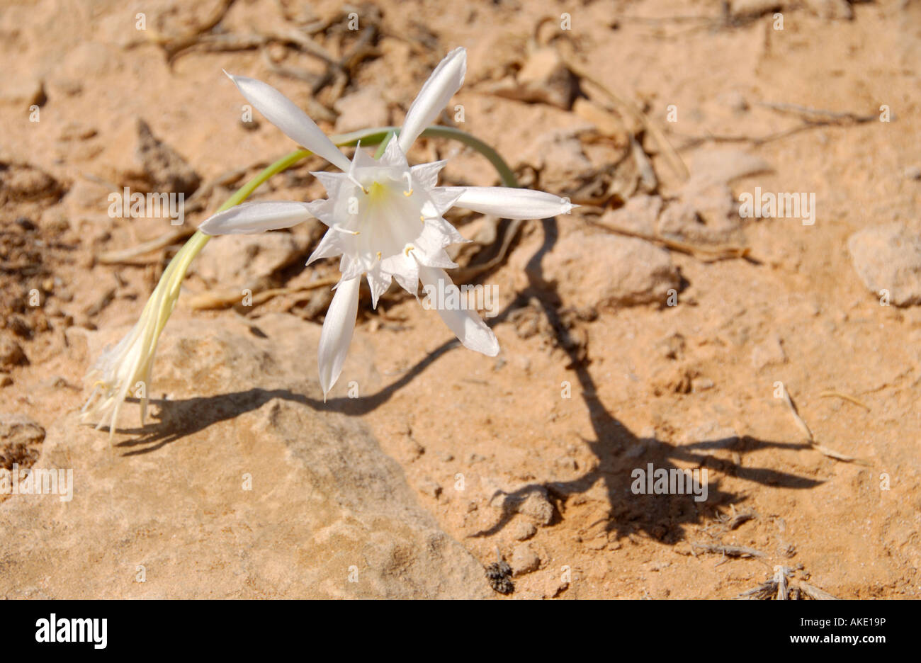 Lily of the Sea growing in arid ground on the Mediterranean island of ...