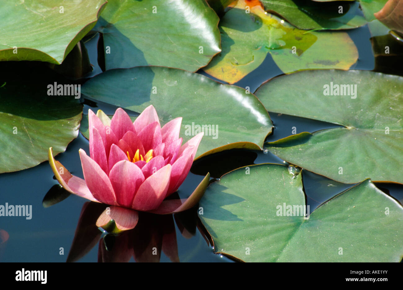 waterlily Nymphaea Rene Gerard Stock Photo - Alamy