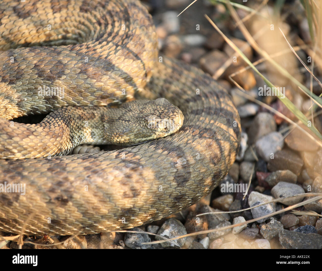 Woodlands saskatchewan hi-res stock photography and images - Alamy