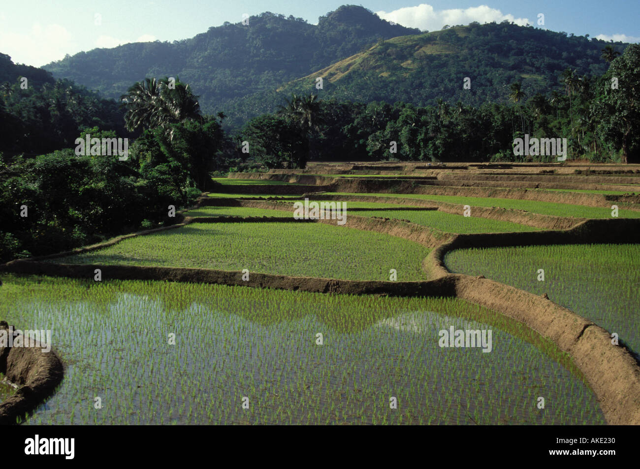 Paddy field sri lanka hi-res stock photography and images - Alamy