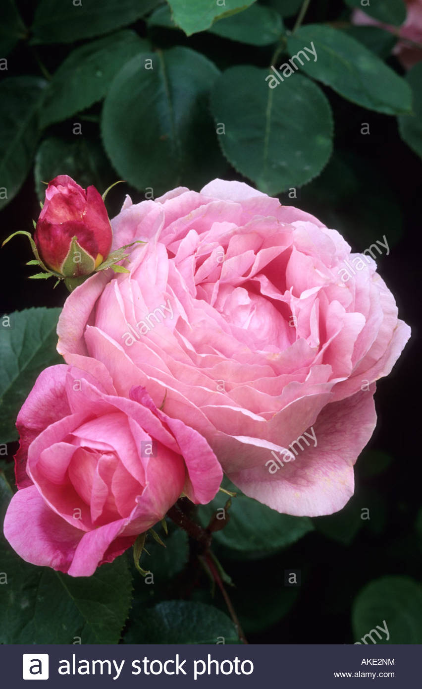 Constance Spry Stock Photos & Constance Spry Stock Images - Alamy