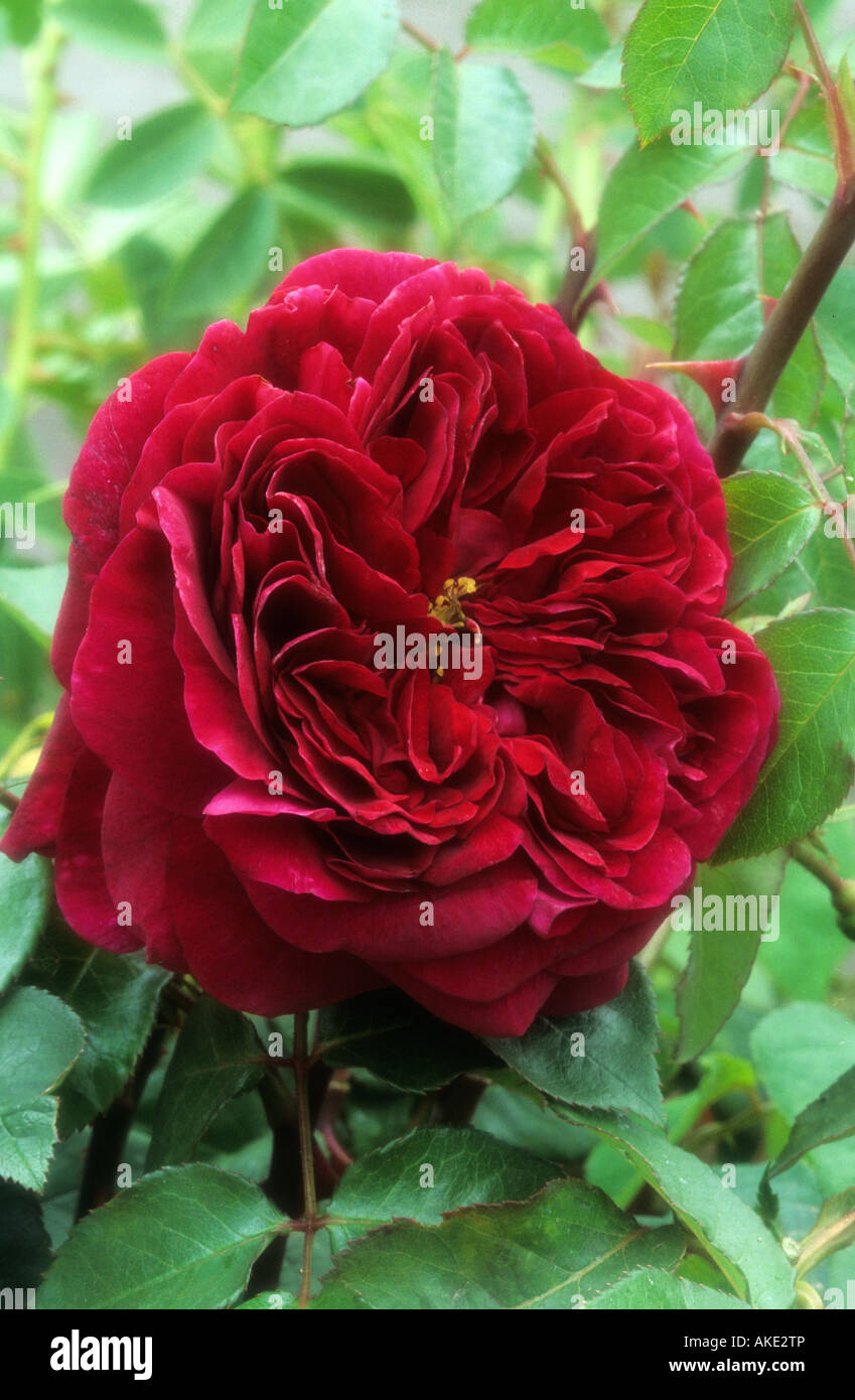 Modern shrub rose hi-res stock photography and images - Alamy